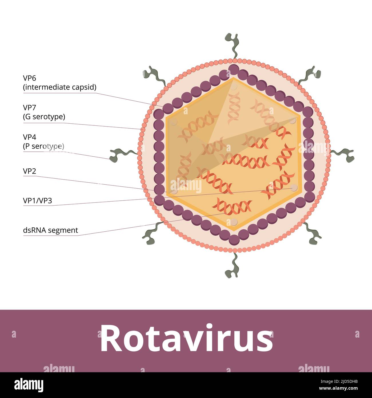 Rotavirus visualization including double-stranded RNA segments, capsid ...