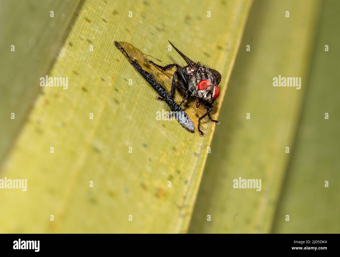 The fly is the common name of arthropods from the insect order called ...