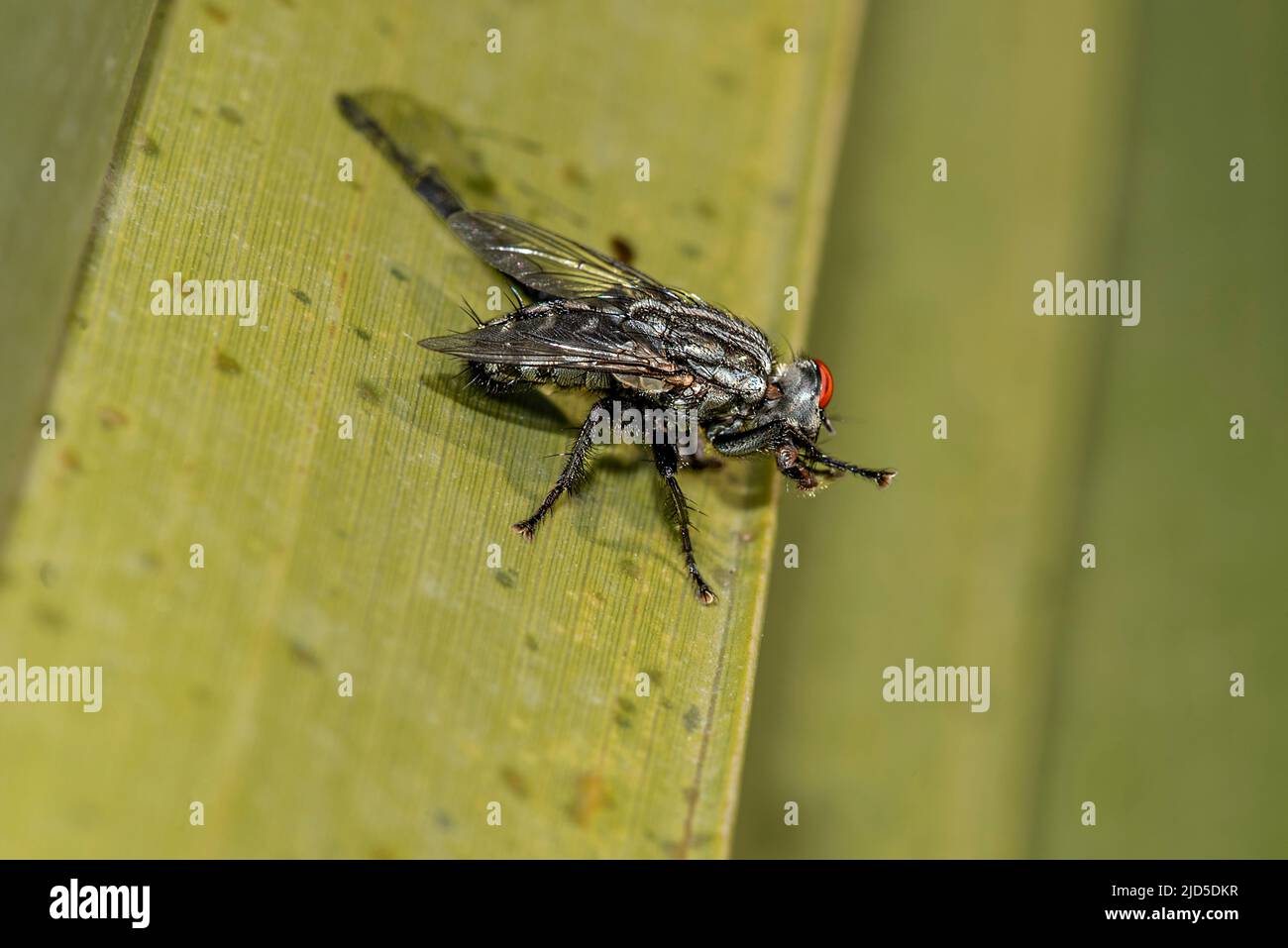 The fly is the common name of arthropods from the insect order called ...