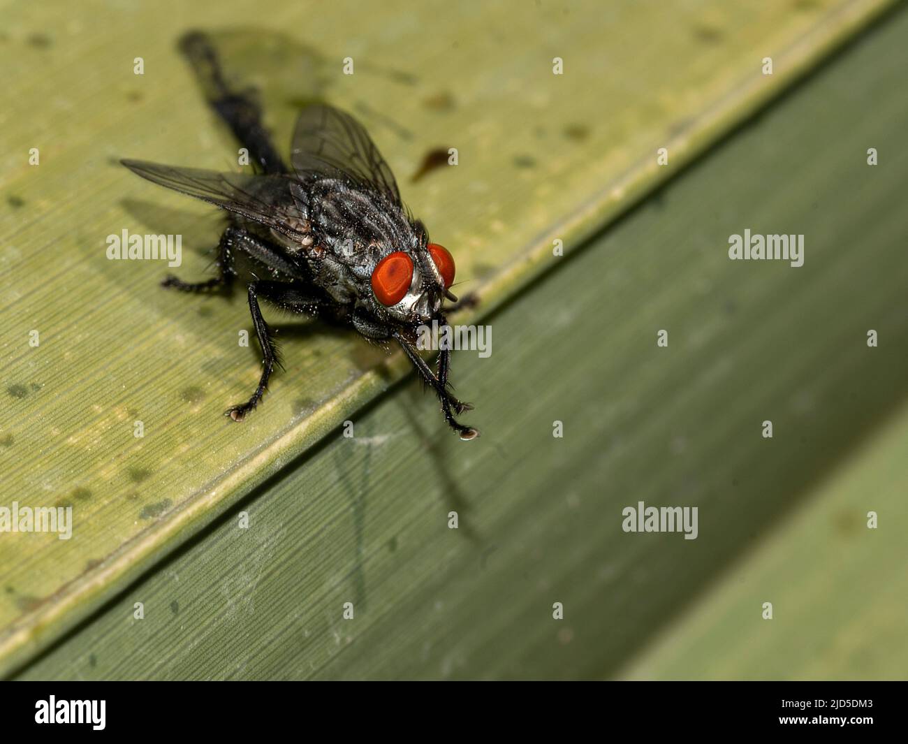 The fly is the common name of arthropods from the insect order called ...