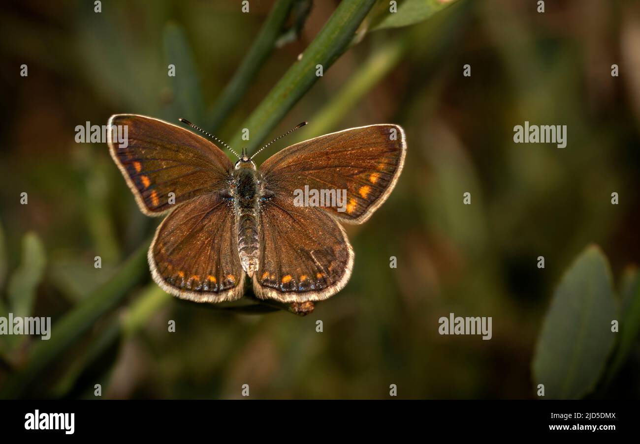 The Brown argus is a small butterfly that is on the wing throughout the ...
