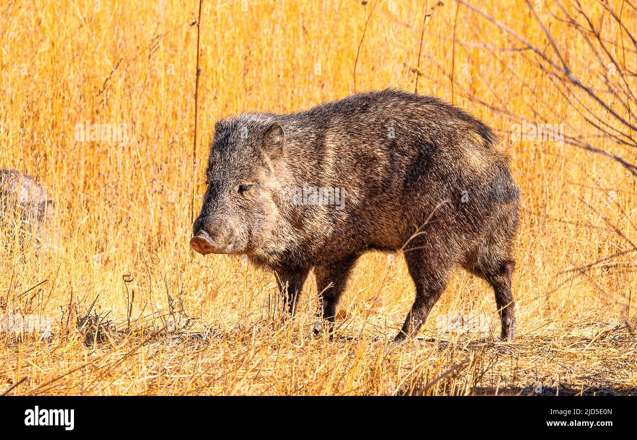 Javelina in Bosque Del Apache Stock Photo - Alamy