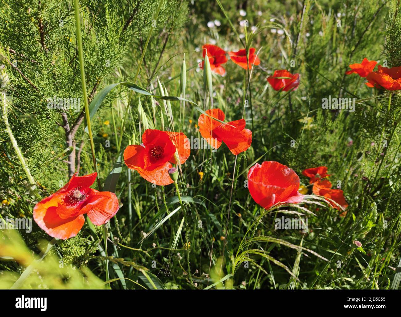 Beautiful flowering poppy in hi-res stock photography and images - Alamy