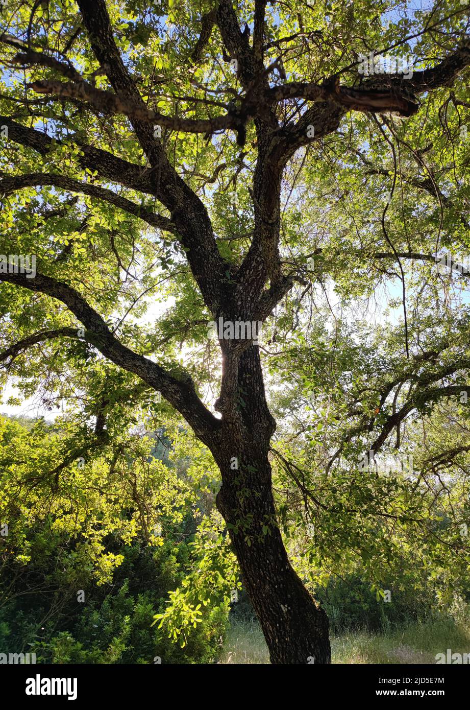 old holm oak tree in the evening sun shining through the foliage giving ...
