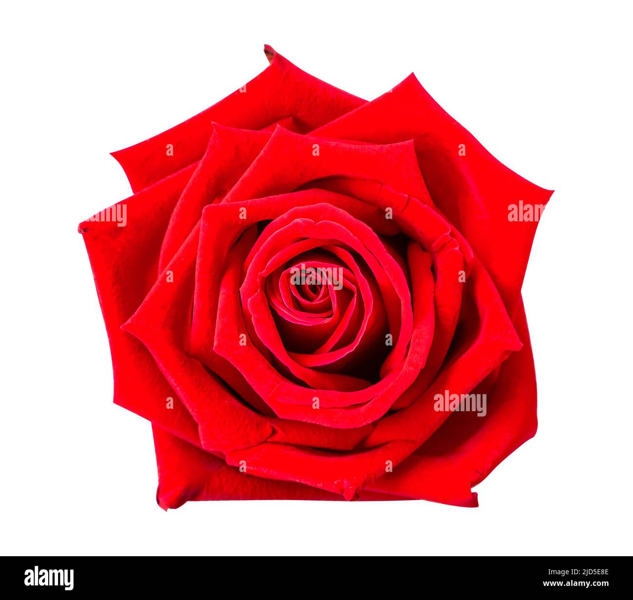 Roses on photo Cut Out Stock Images & Pictures - Alamy