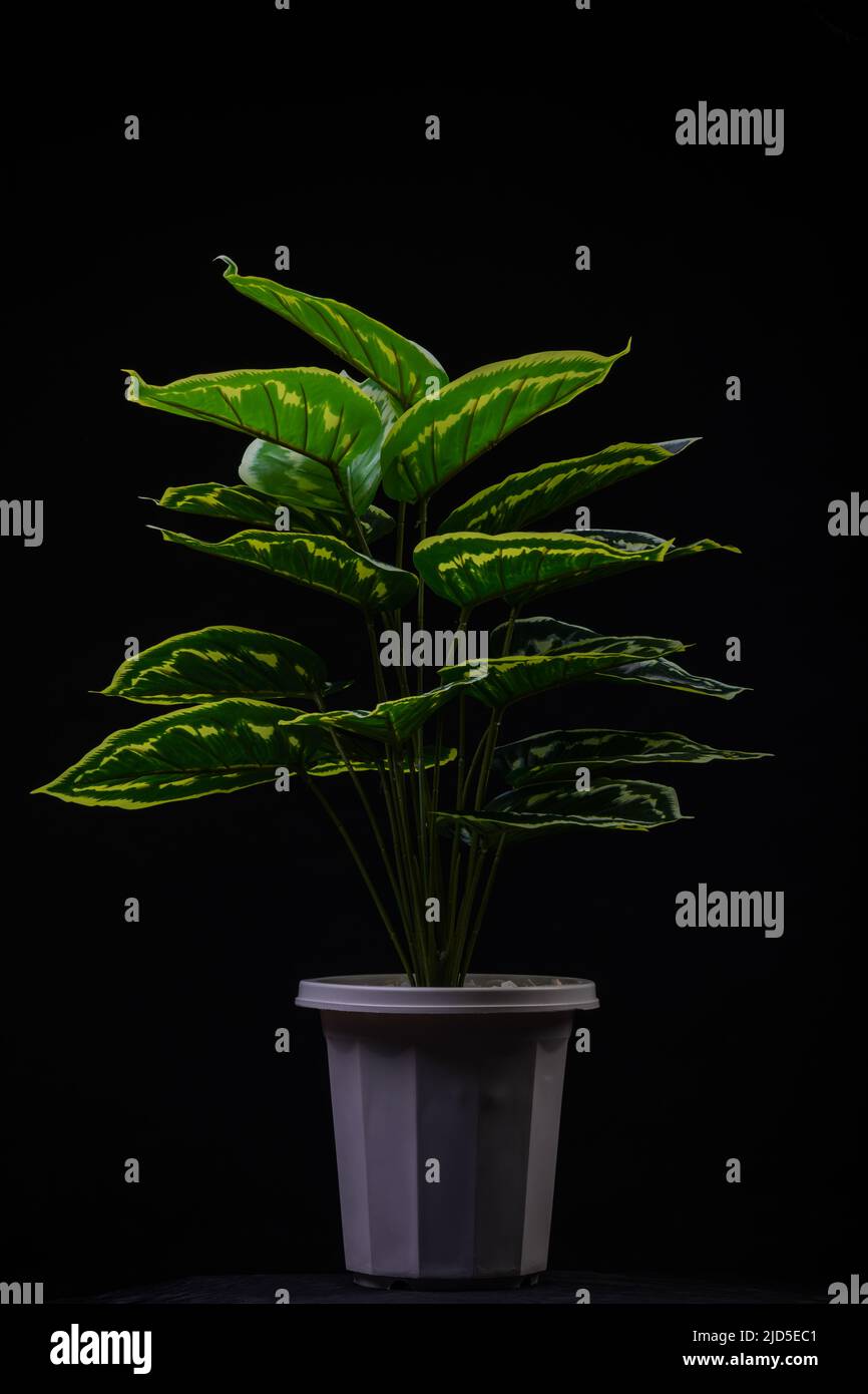 Flowers vessel pot still life objects abstract patterns details Kenya ...