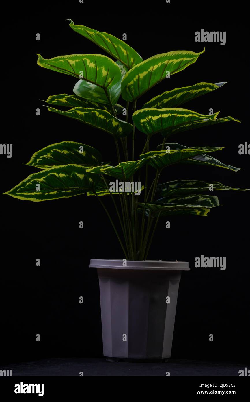 Flowers vessel pot still life objects abstract patterns details Kenya ...