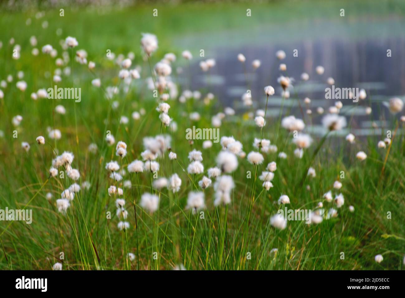 gentle, white bog flowers, green background, sunny summer morning, fog ...