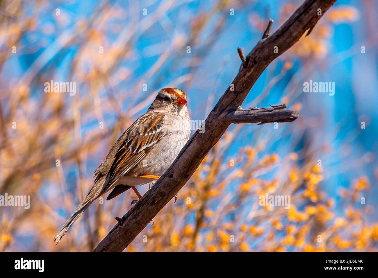 Birds with small beaks hi-res stock photography and images - Alamy