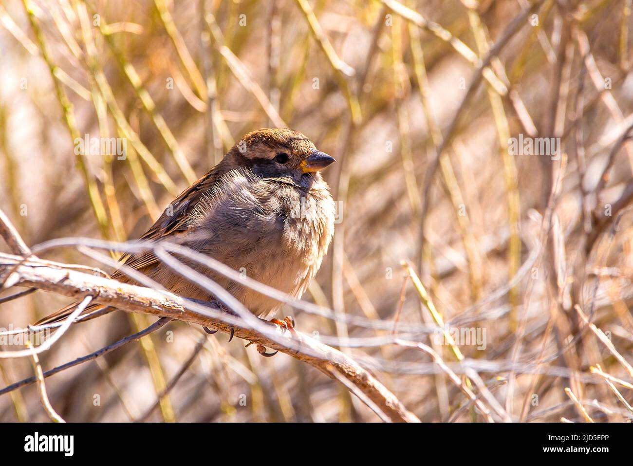 Birds in trees Stock Photo - Alamy