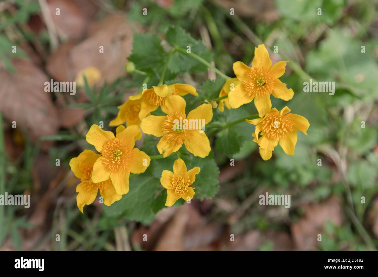 A Caltha palustris flower, known as marsh-marigold, is a small to ...