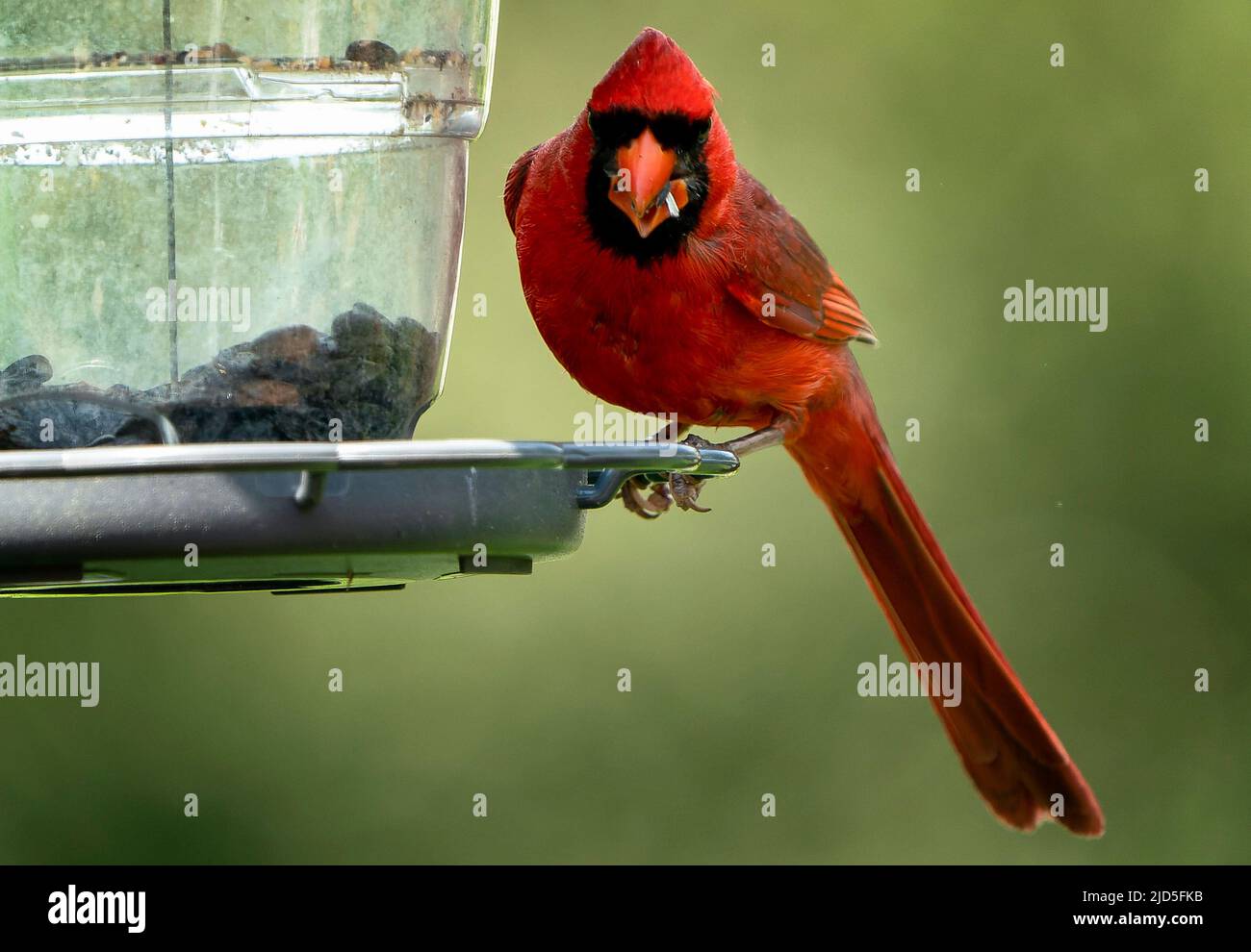 Northern Cardinal chewing on bird seed Stock Photo - Alamy
