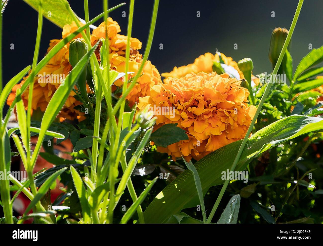 Marigold flowerpot hi-res stock photography and images - Alamy