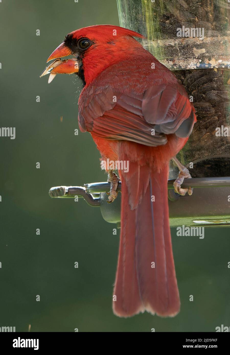 Northern Cardinal chewing on bird seed Stock Photo - Alamy