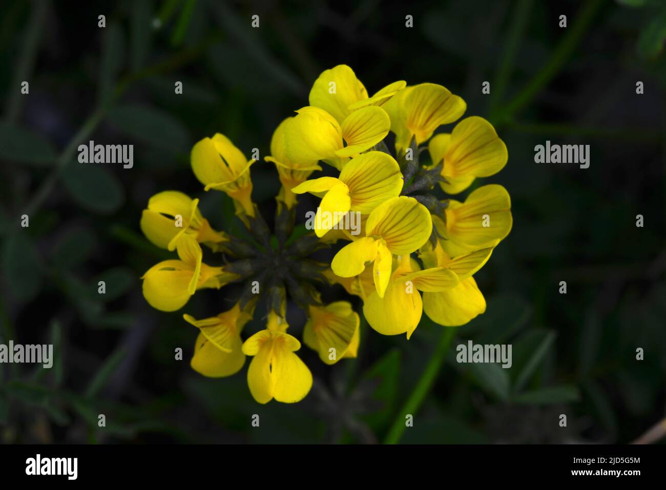 Horseshoe vetch flowers in bloom Stock Photo - Alamy