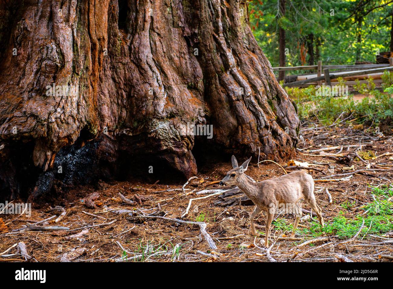 Sequoia national park animal hi-res stock photography and images - Alamy