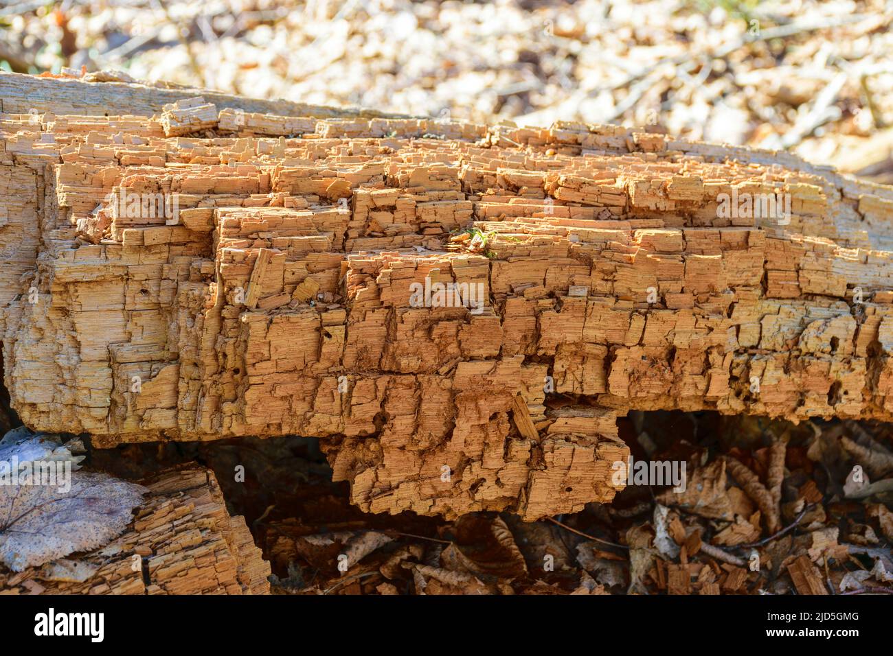 abstract close-up of rotten old wood, wood texture, suitable for ...
