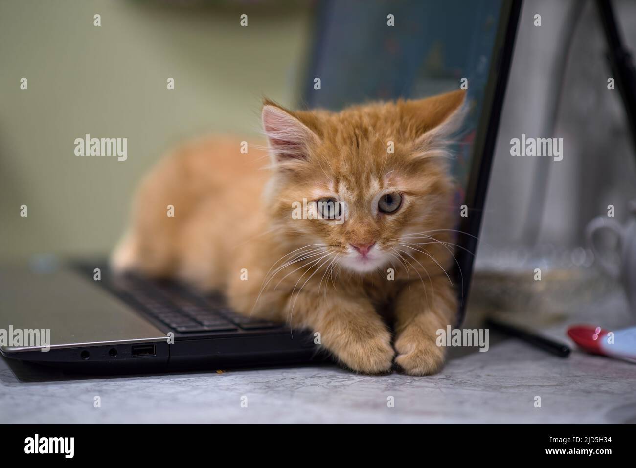 Red young kitten lies on the laptop keyboard. The kitten guards the ...