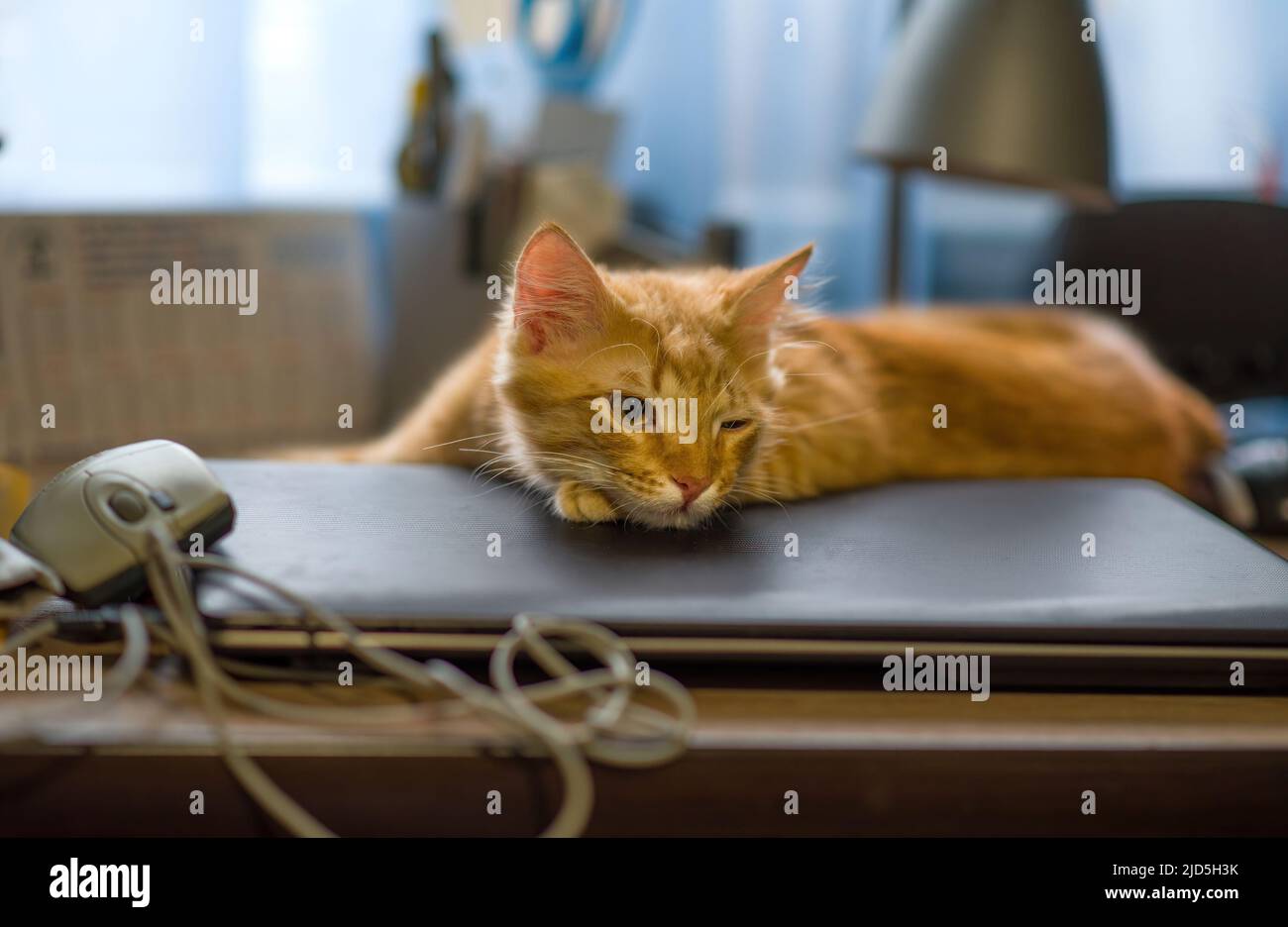 Red young kitten lies on a laptop. The kitten guards the laptop. Ginger ...