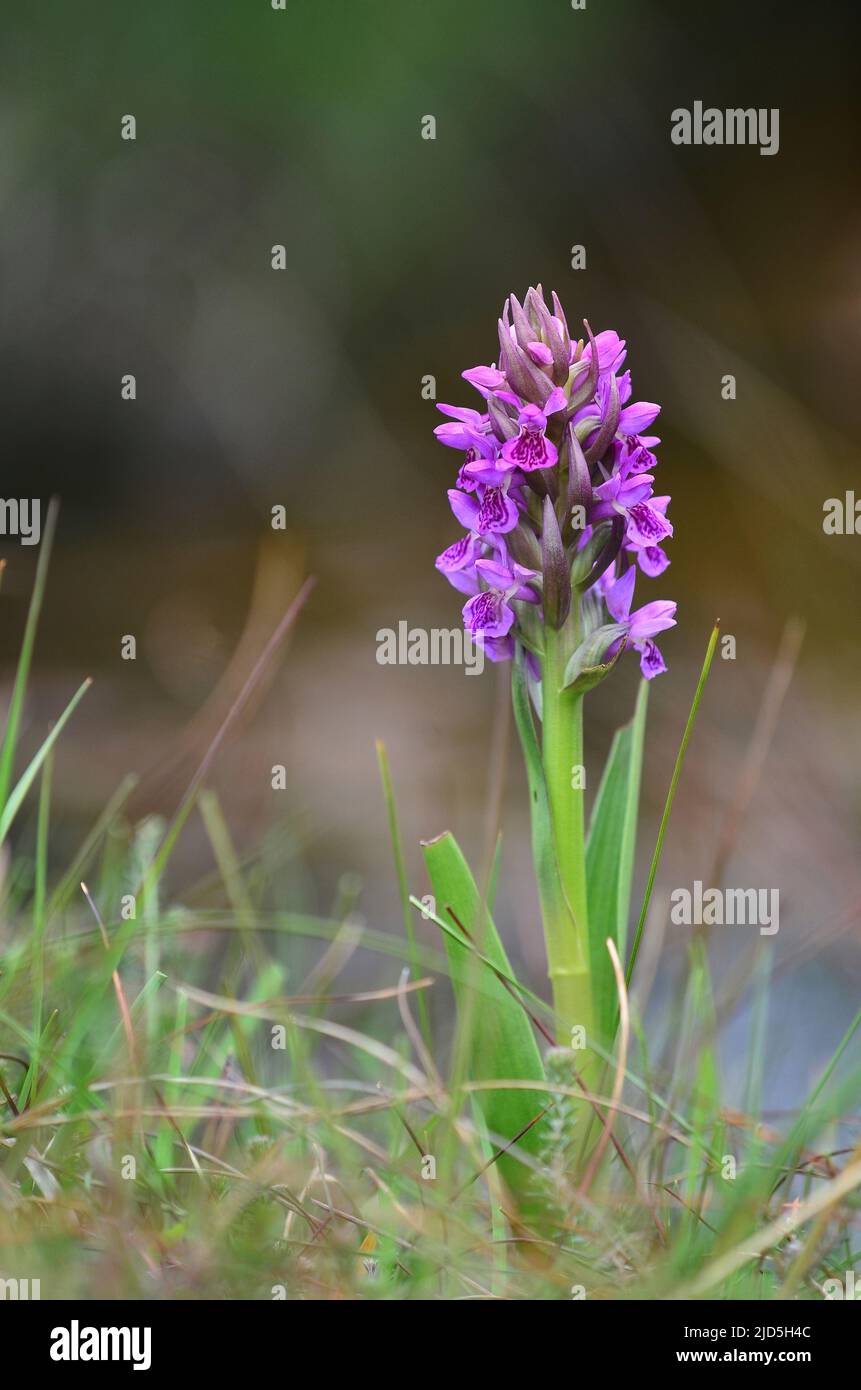 Portrait of early marsh orchid Stock Photo - Alamy
