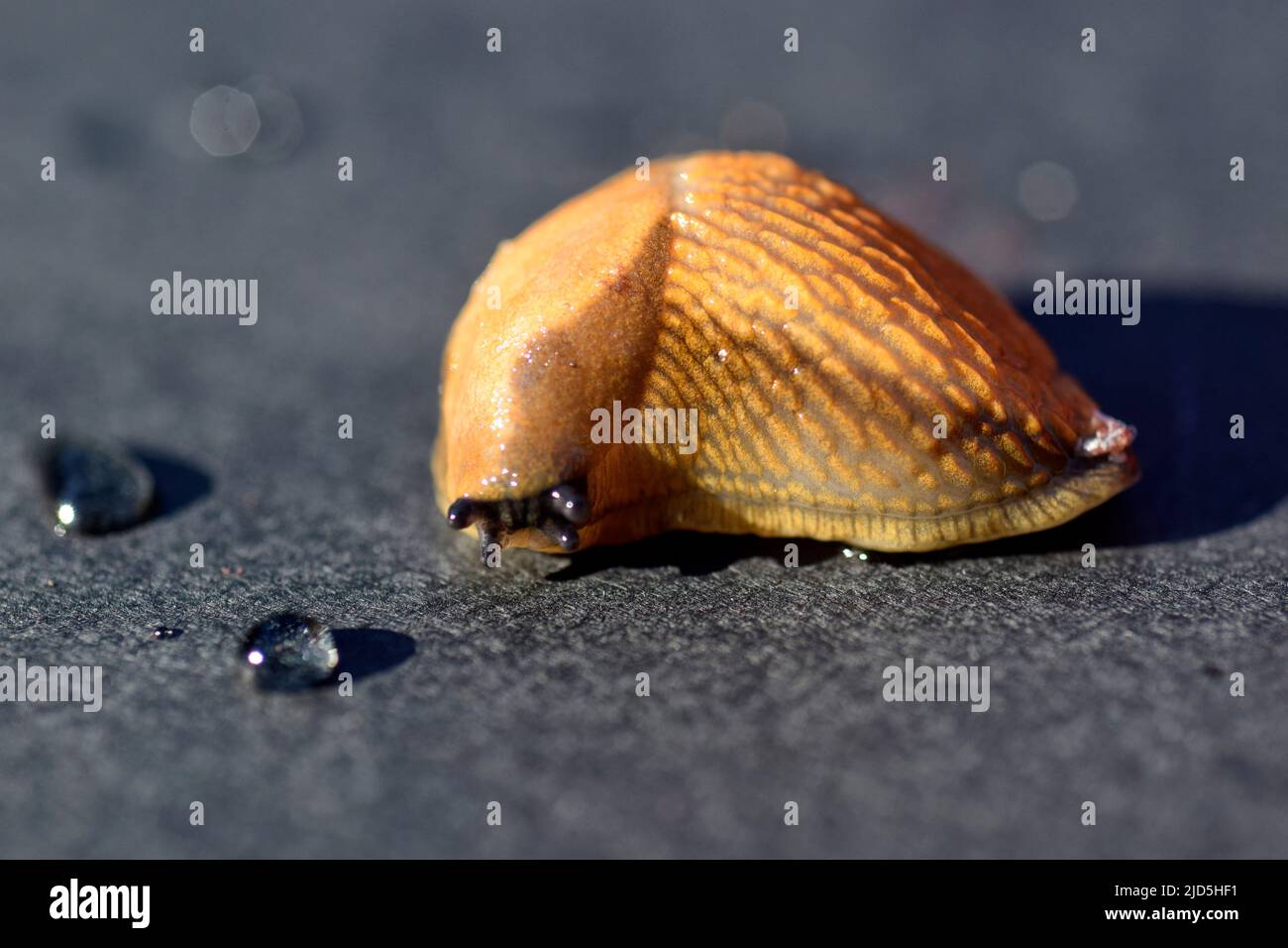 Orange slug hi-res stock photography and images - Alamy