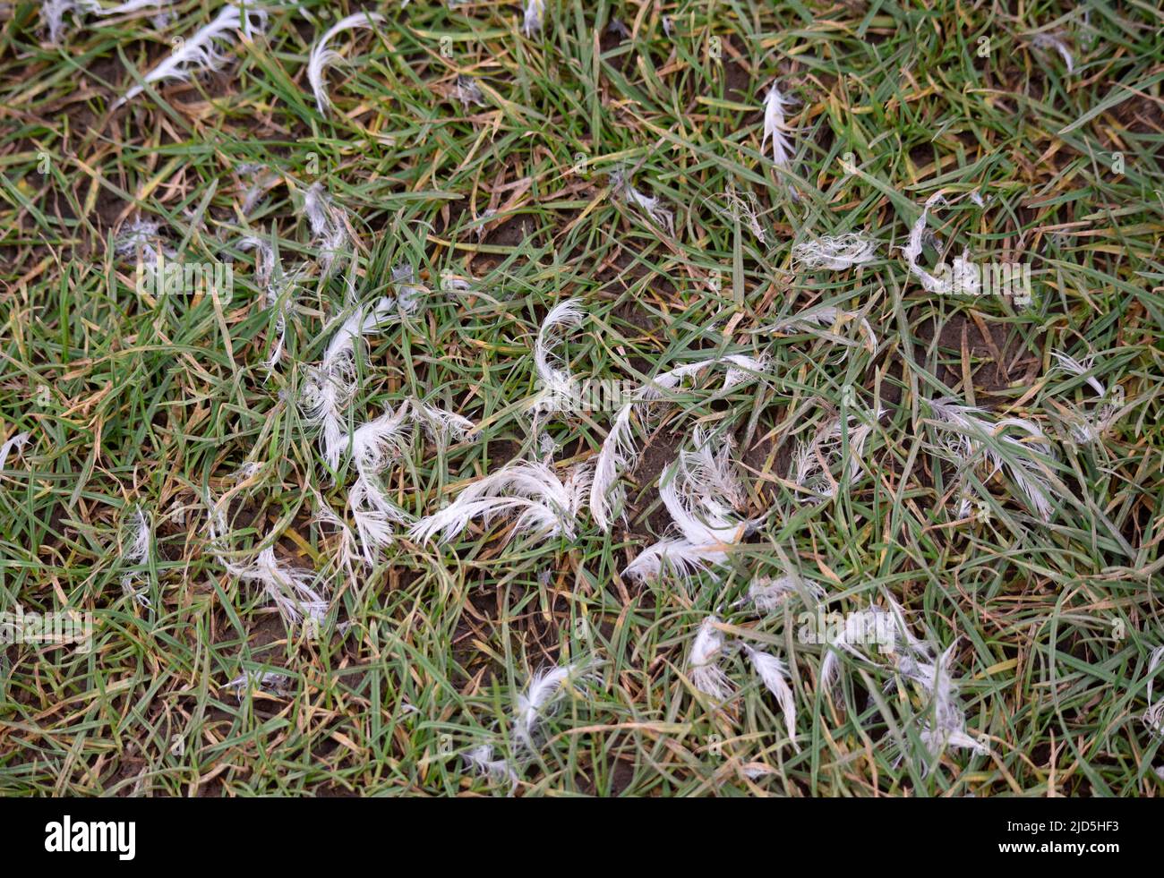 White bird feathers hi-res stock photography and images - Alamy