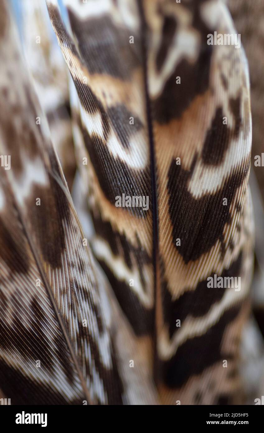 Feathers full frame hi-res stock photography and images - Alamy
