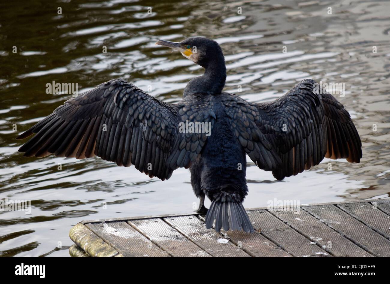 Cormorant with wings spread hi-res stock photography and images - Alamy