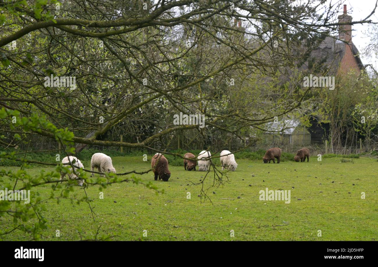 Ryeland sheep hi-res stock photography and images - Alamy