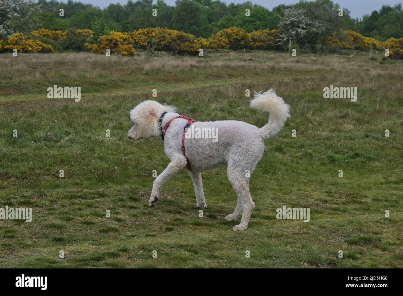 standard poodle, suffolk england Stock Photo - Alamy