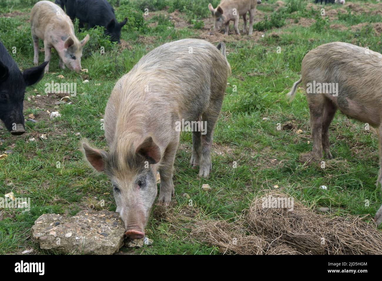 Field full of pigs hi-res stock photography and images - Alamy