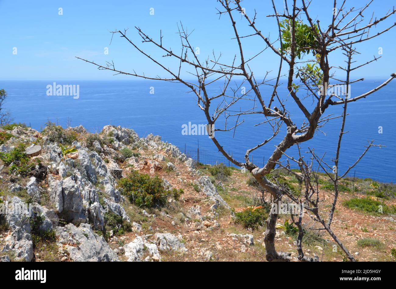tree on a hill over Ionian sea on Zakynthos island Stock Photo - Alamy