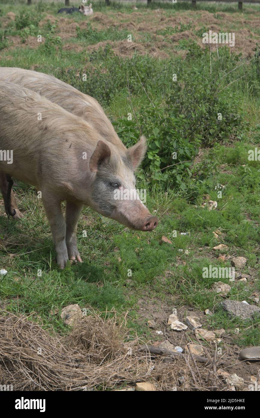 pigs in field, east anglia Stock Photo - Alamy