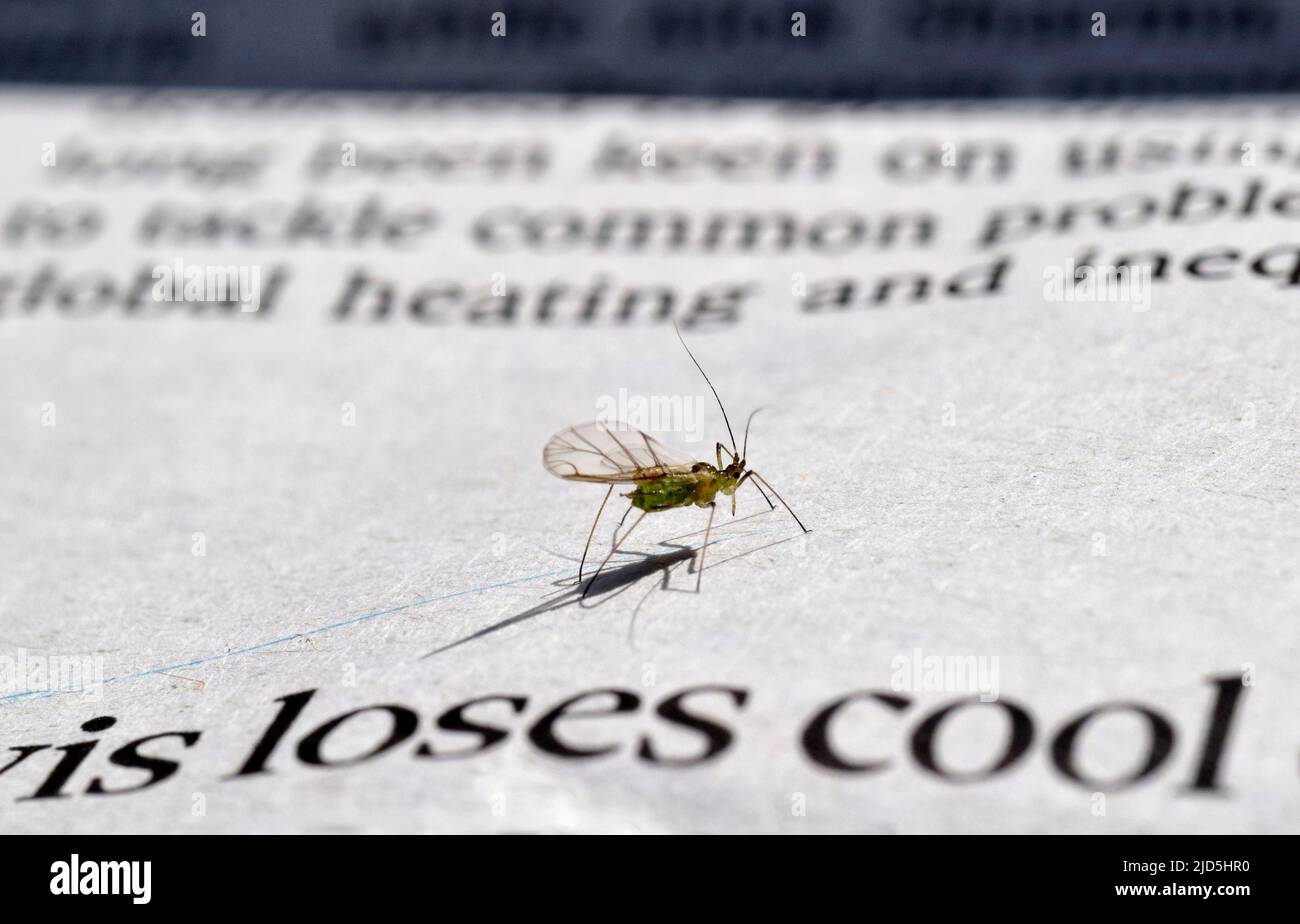 One pair of halteres hi-res stock photography and images - Alamy