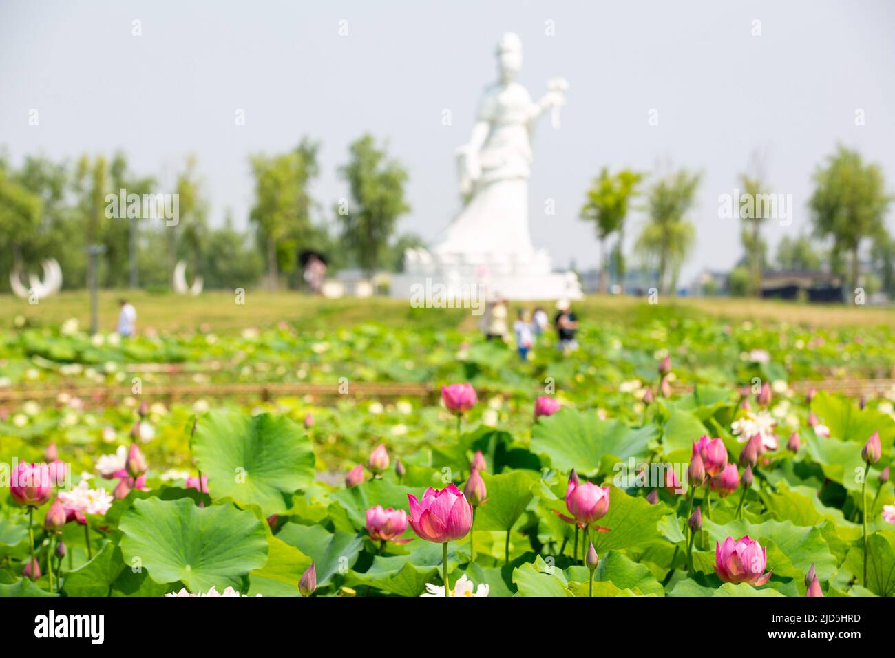 RUGAO, CHINA - JUNE 18, 2022 - Tourists enjoy lotus flowers in a lotus ...