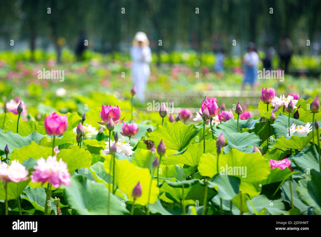 RUGAO, CHINA - JUNE 18, 2022 - Tourists enjoy lotus flowers in a lotus ...
