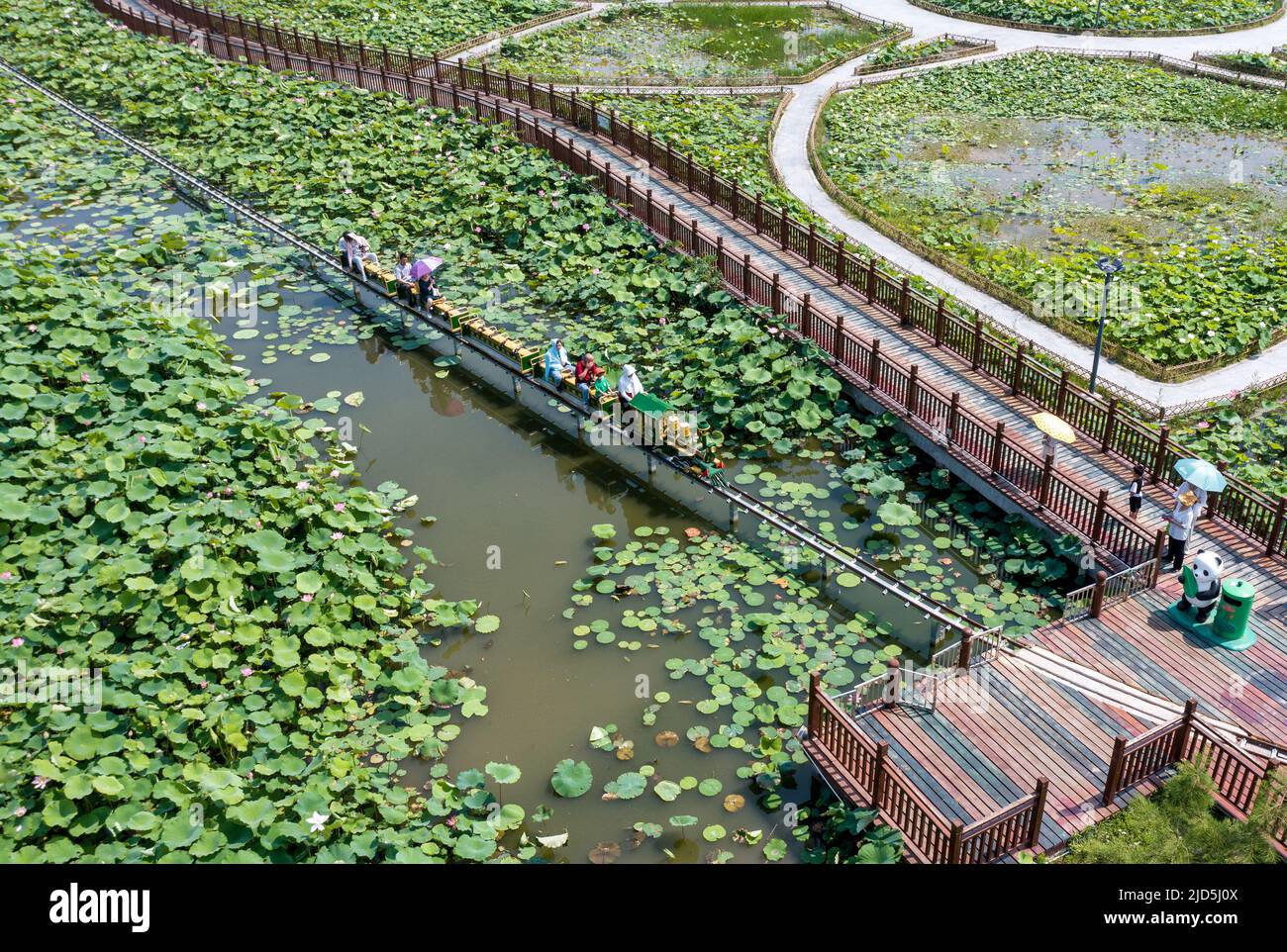 RUGAO, CHINA - JUNE 18, 2022 - Tourists enjoy lotus flowers in a lotus ...