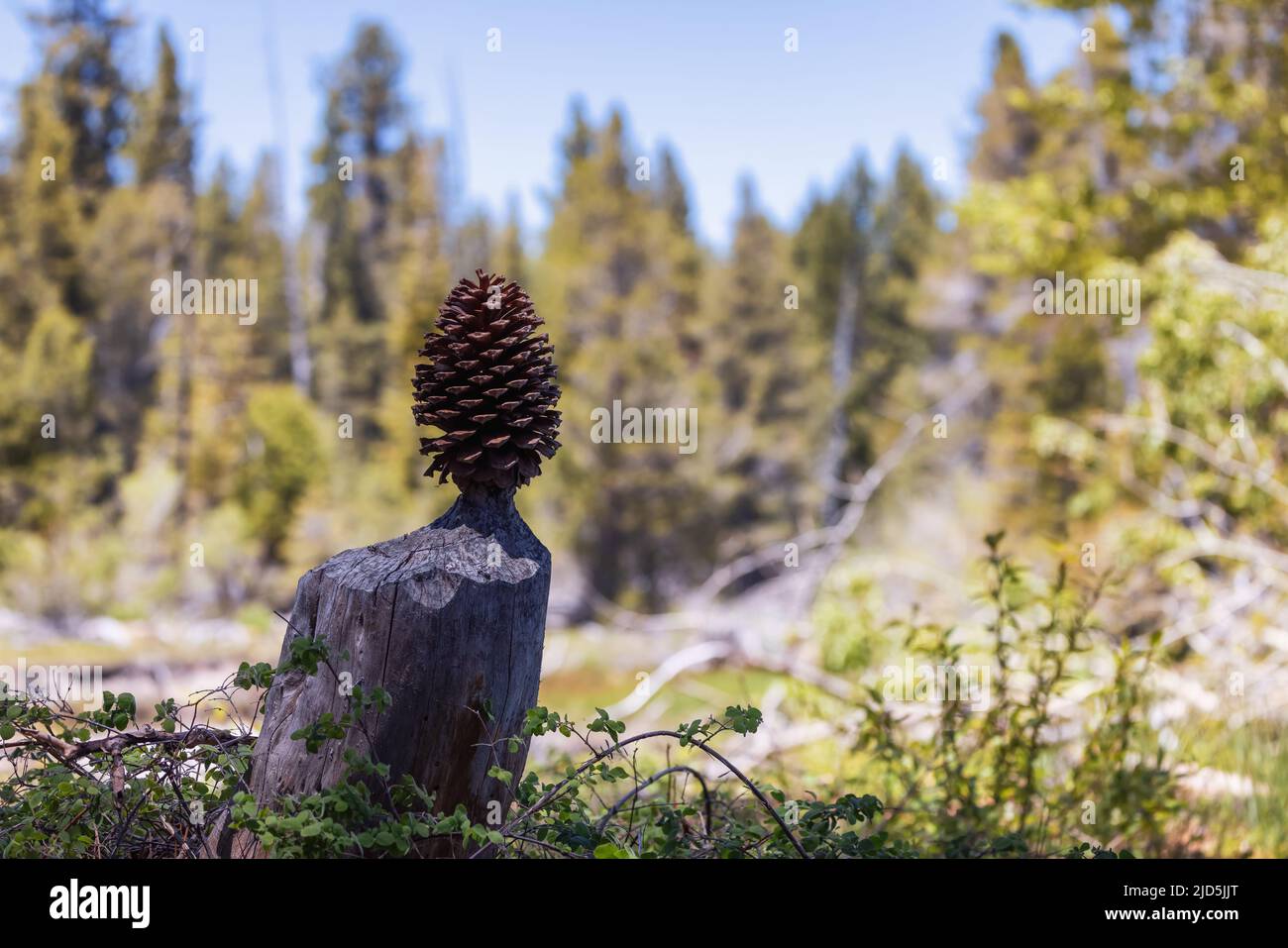 Big Pine Cone in the Forest. Taken in California Stock Photo - Alamy