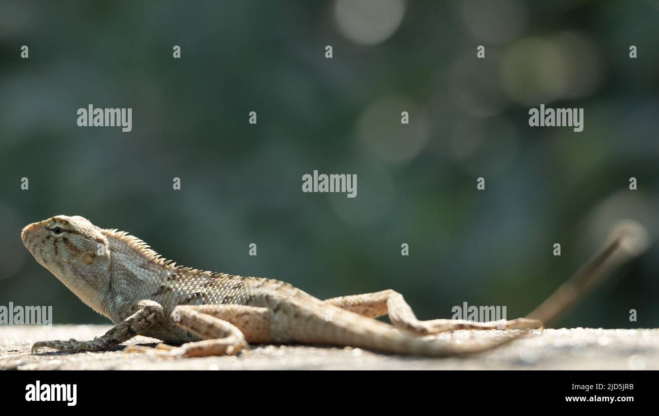 Beautiful Oriental Garden Lizard basking in sun Stock Photo - Alamy