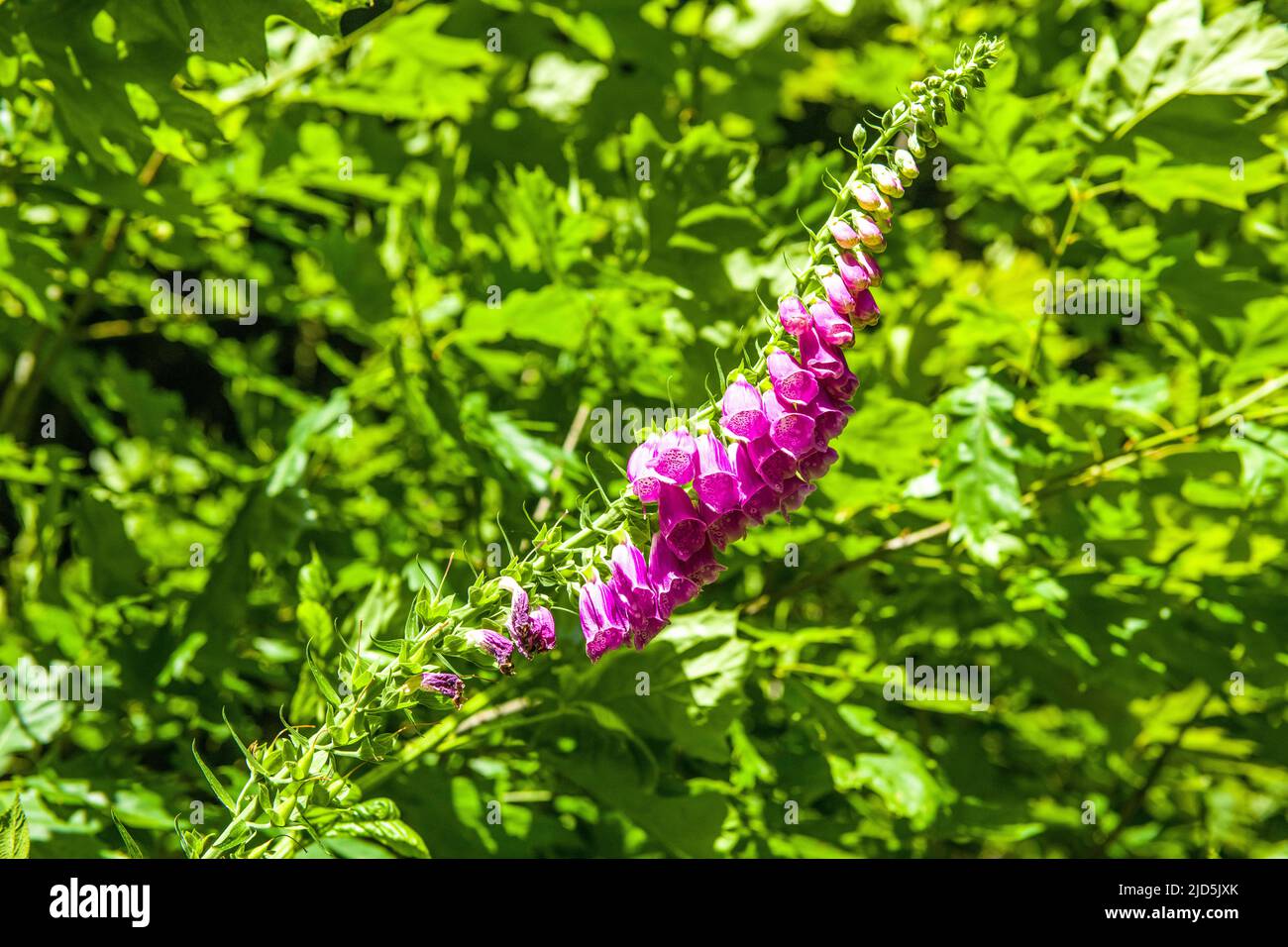 A foxglove leaning very much to the right in a local woodland Stock ...