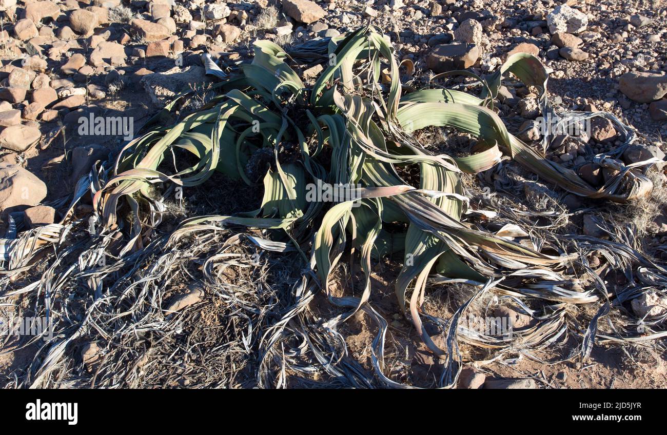 View of welwitschia mirabilis plant in Namibia desert Stock Photo - Alamy