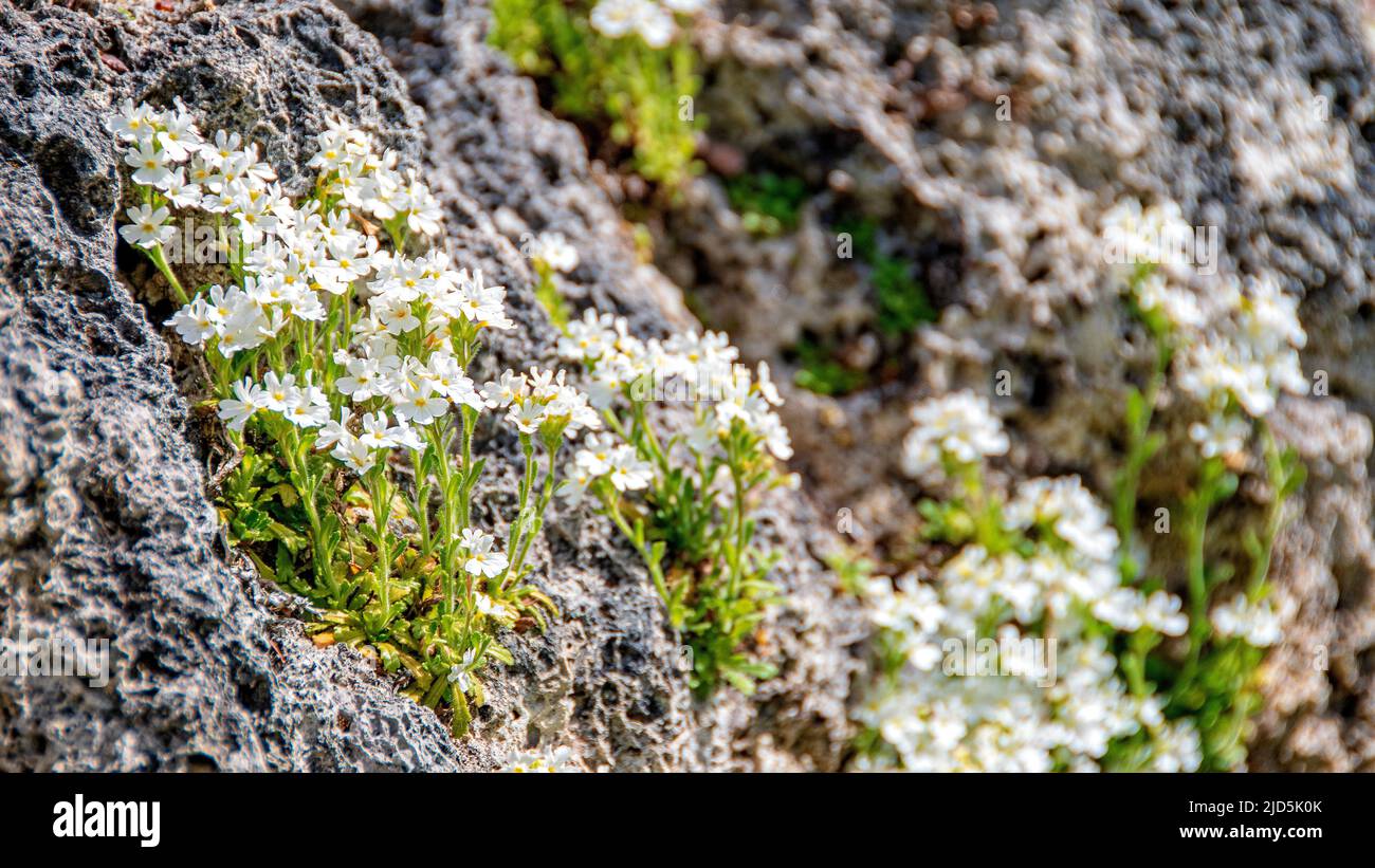 Ness Gardens Cheshire Wirral UK Stock Photo - Alamy