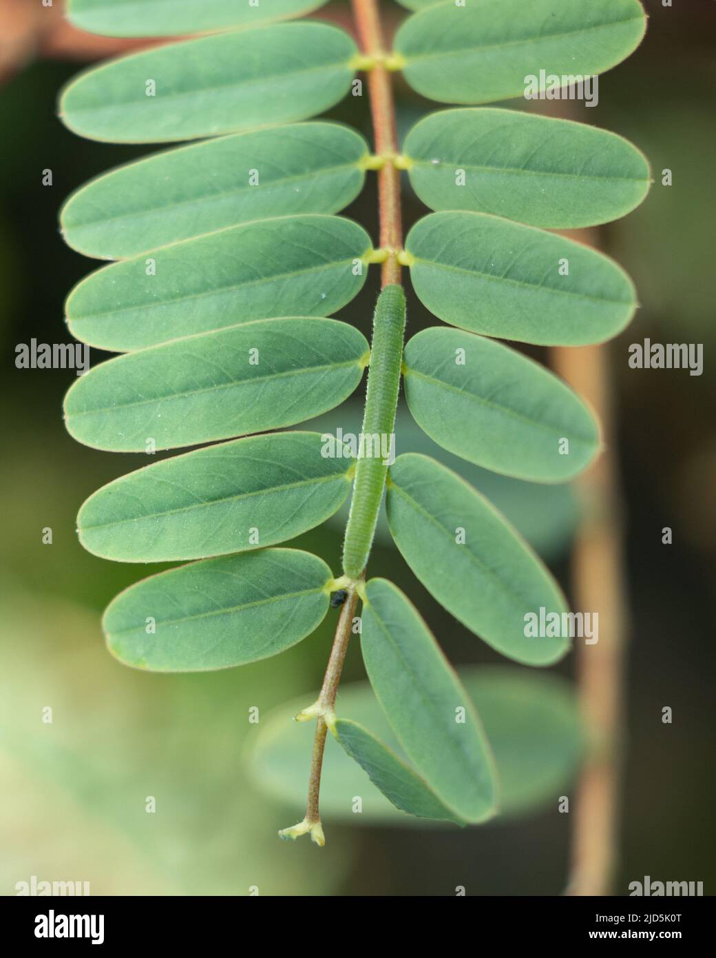One spotted yellow grass larvae on leaf also called Eurema andersonii ...