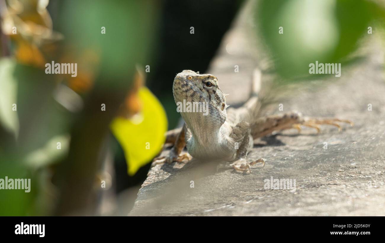 Oriental Garden Lizard basking in garden Stock Photo - Alamy