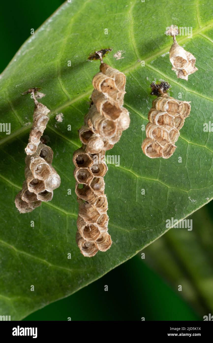 Paper wasp nest in mango tree leaf stock photo Stock Photo - Alamy