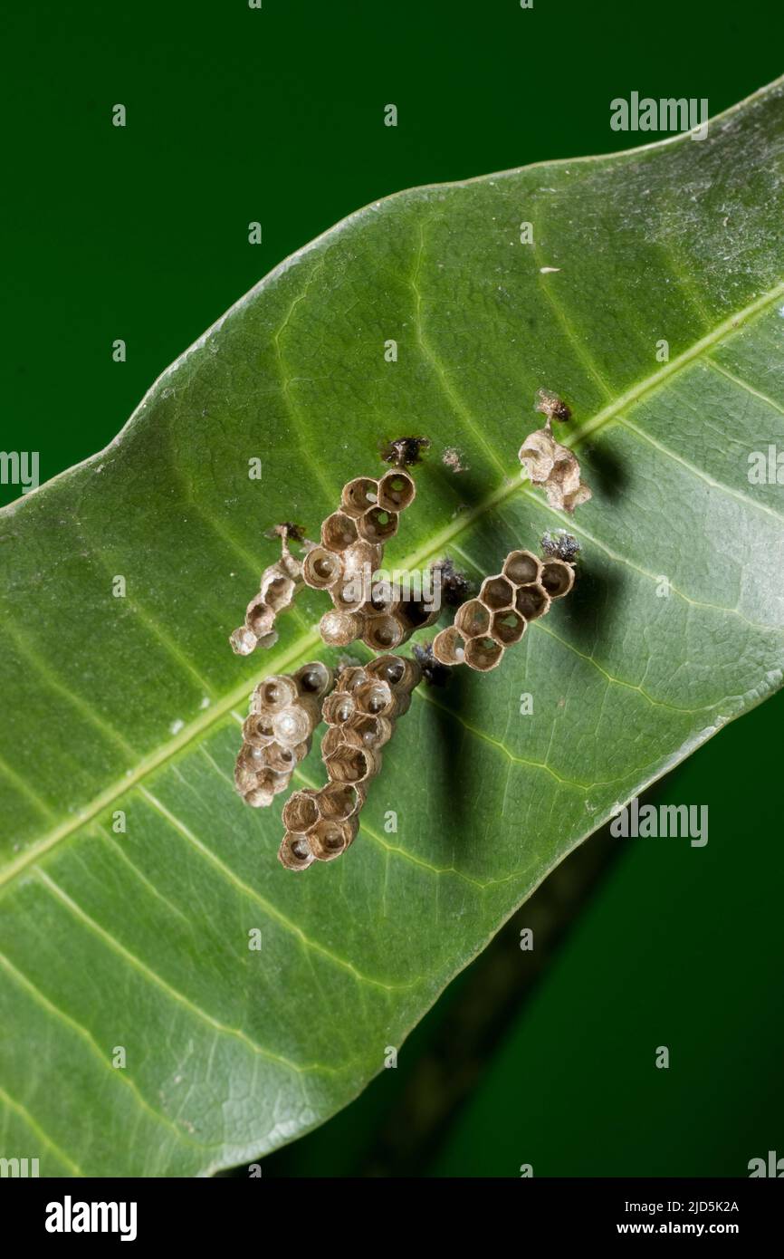 Paper wasp nest in mango tree leaf Stock Photo - Alamy
