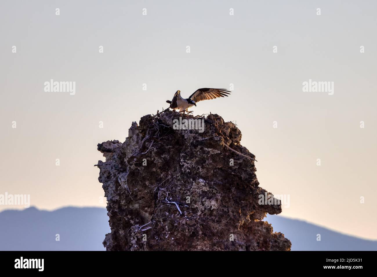Osprey Bird and Nest at Mono Lake Stock Photo - Alamy
