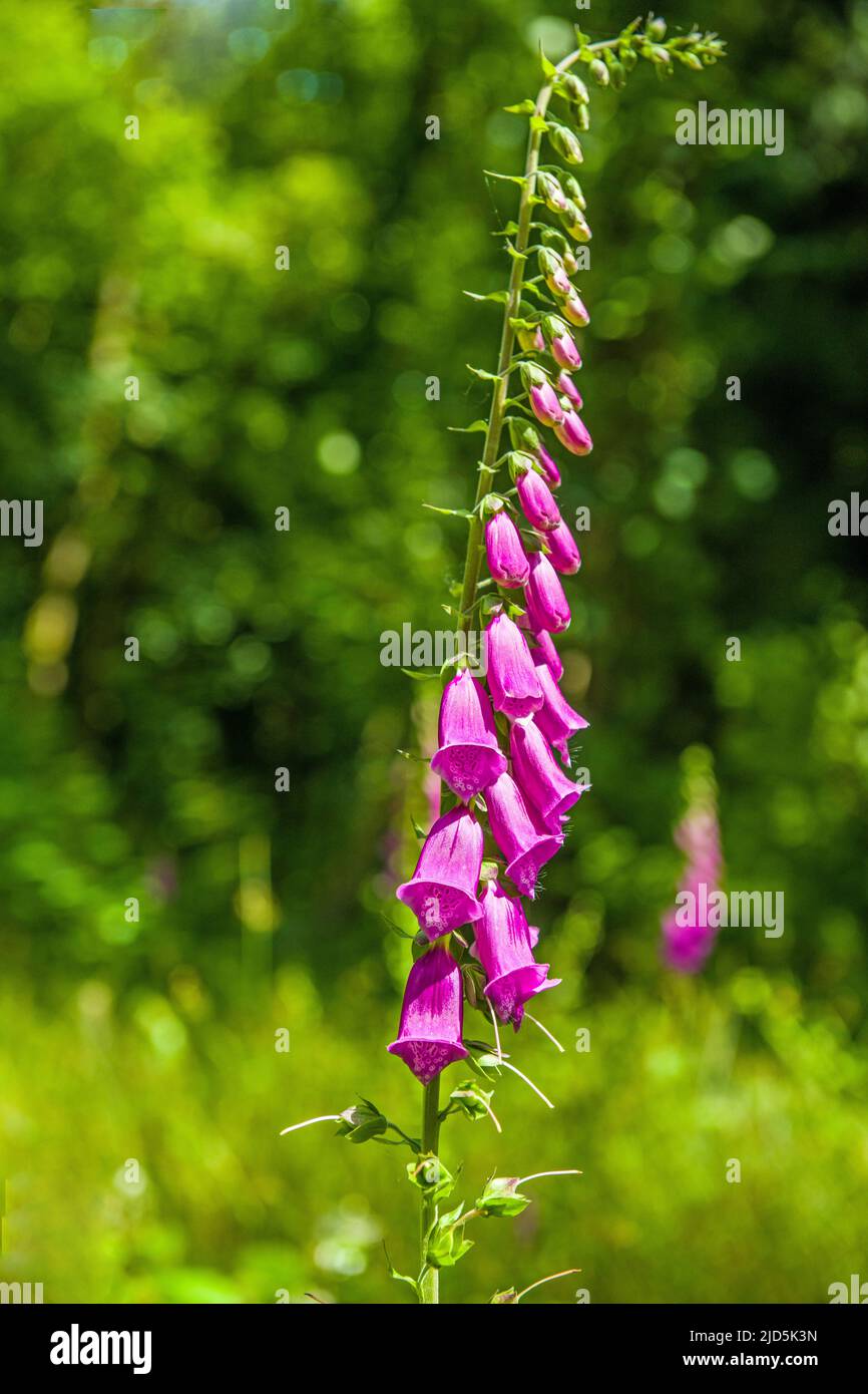 An upright foxglove in flower in June during a hot summer spell Stock ...