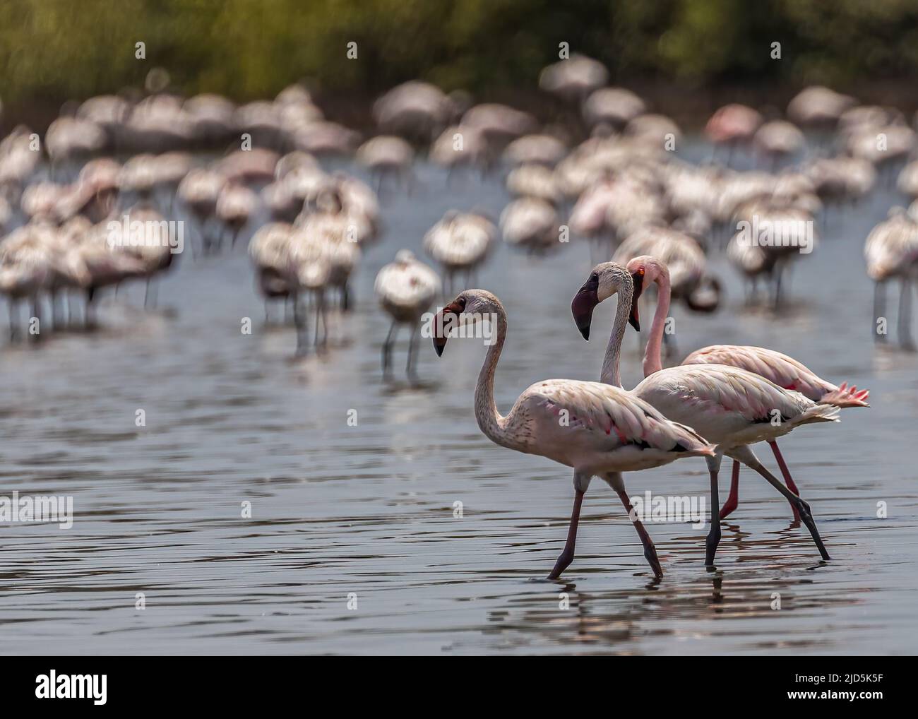 A Trio in a lake strolling Stock Photo - Alamy