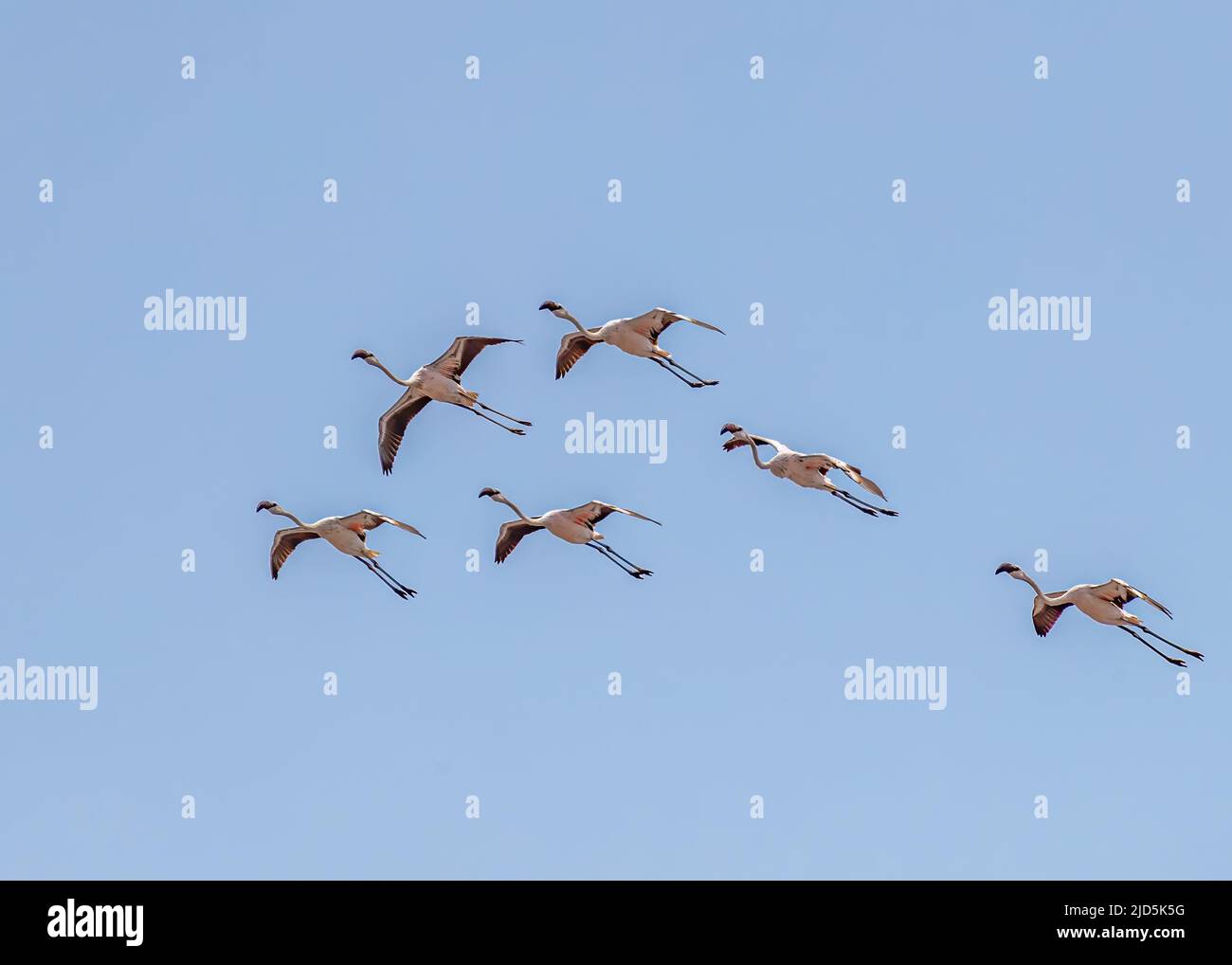 Migrating flamingos hi-res stock photography and images - Alamy